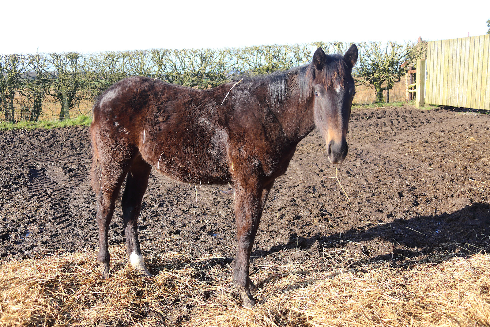 Yearlings catch up — Home-bred yearling fillies out in the fields