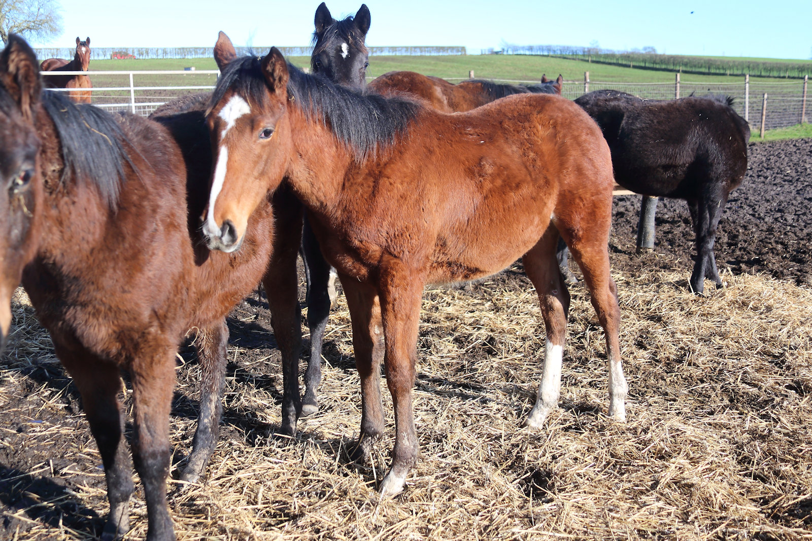 Yearlings catch up — Home-bred yearling fillies out in the fields