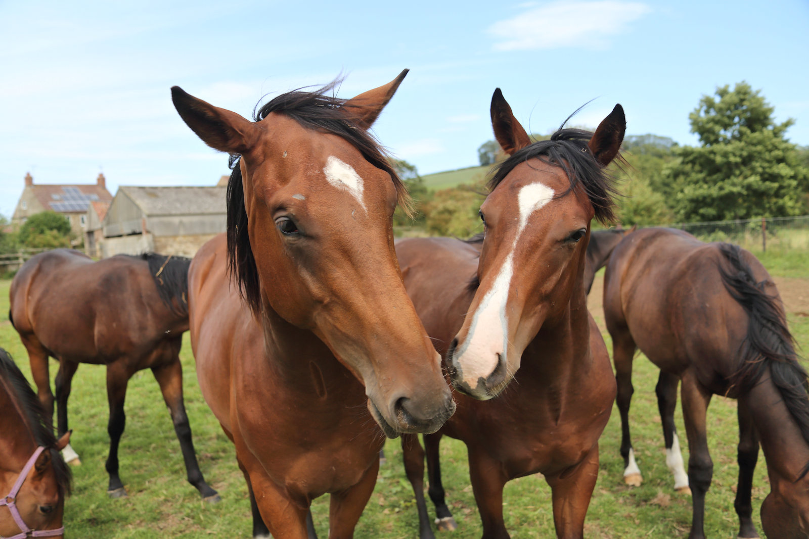 Mick & David Easterby