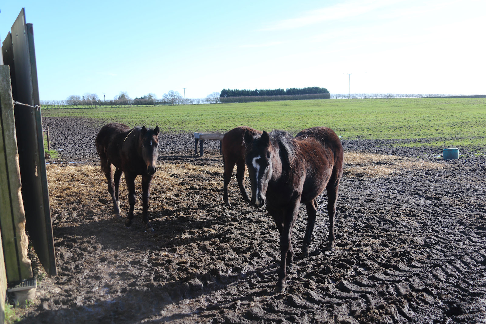 Yearlings catch up — Home-bred yearling fillies out in the fields