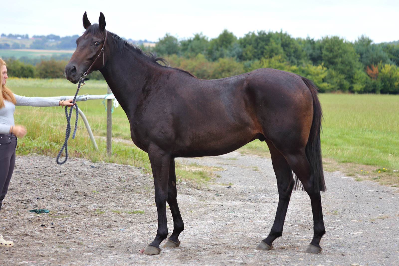 00 Jaunty Flight 22 [M & D Easterby]