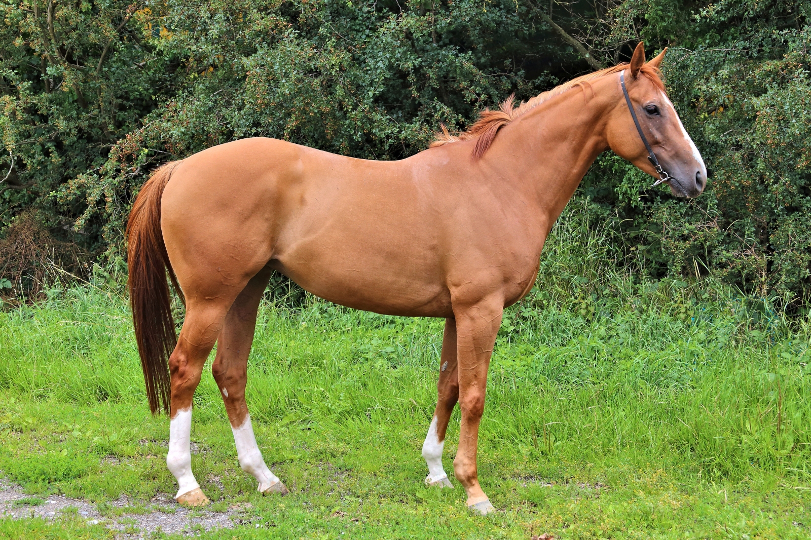 Neverwrongforlong [M & D Easterby]