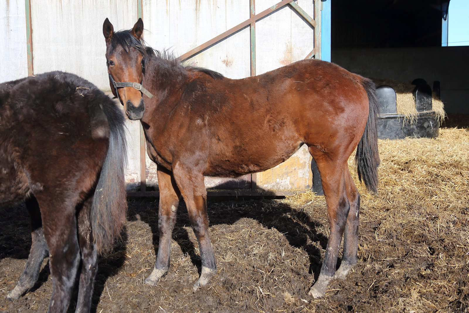 Yearlings catch up — Home-bred yearling fillies out in the fields