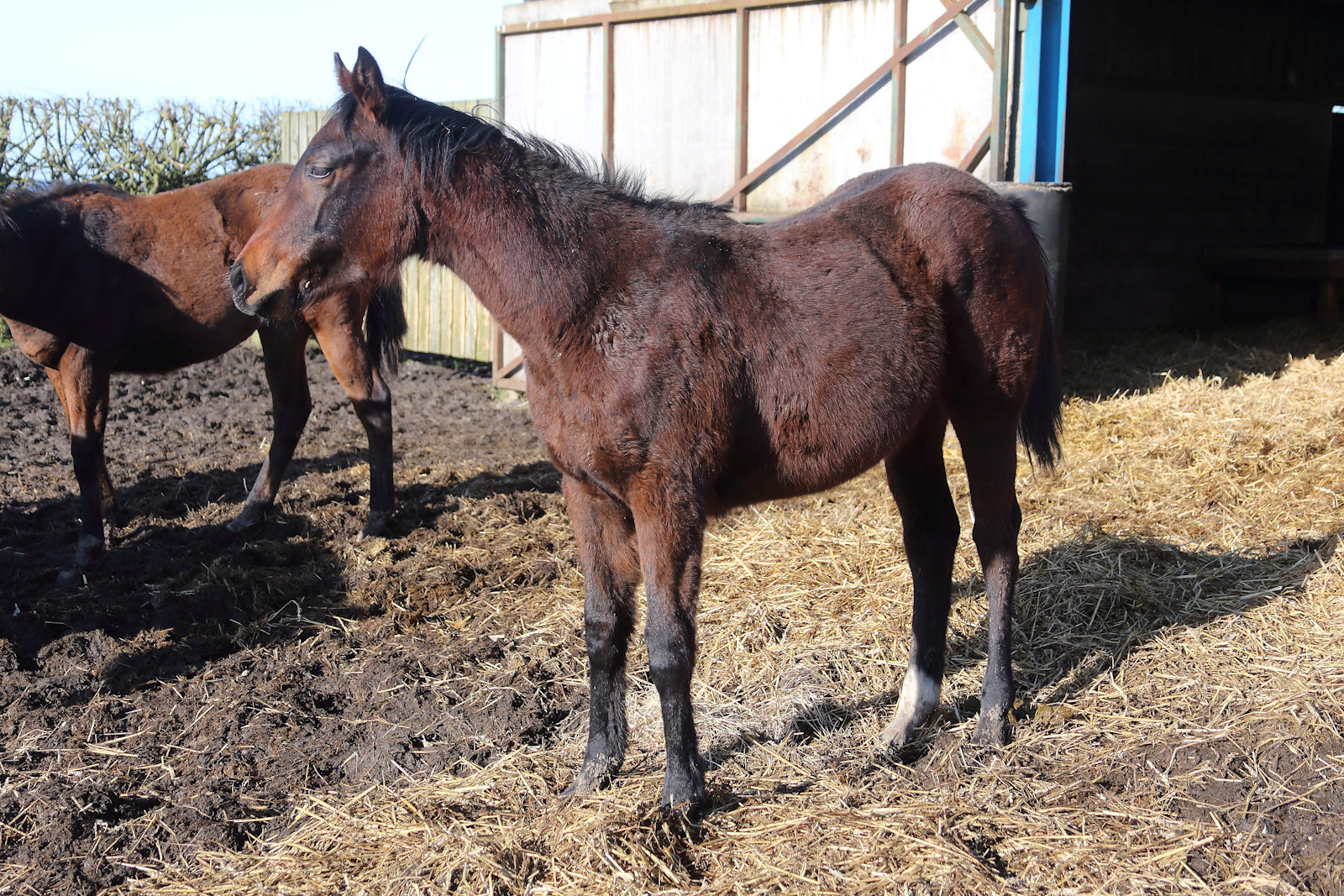 Yearlings catch up — Home-bred yearling fillies out in the fields