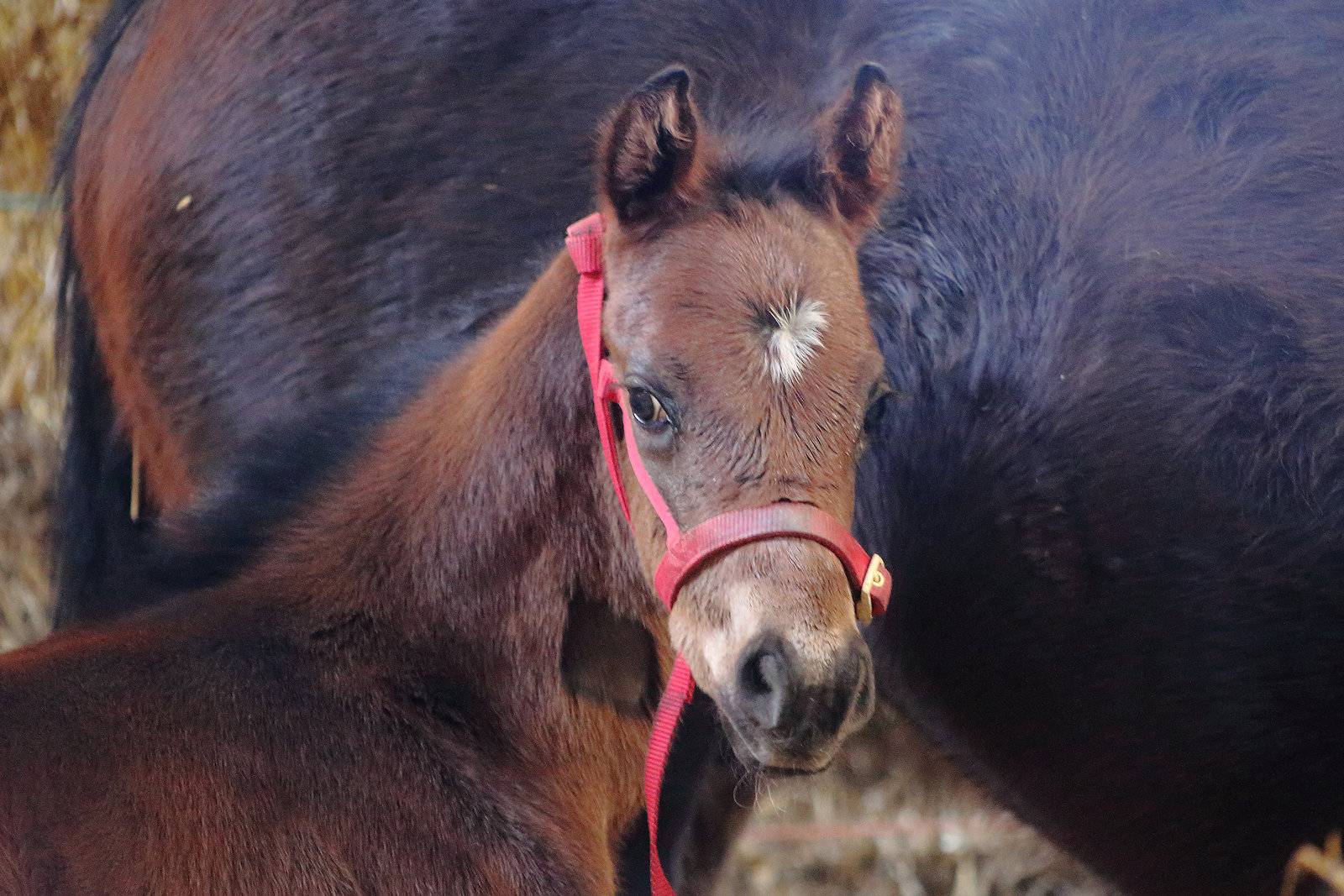 Your Spirit and her Rajasinghe foal in the paddocks