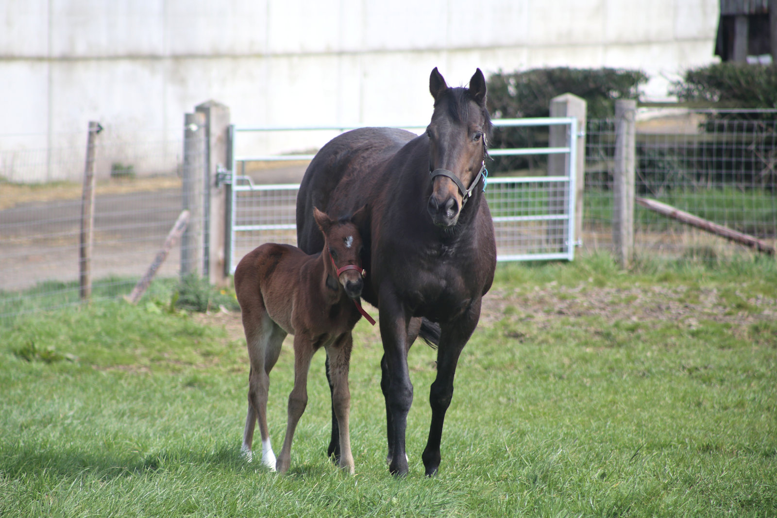 Your Spirit and her Rajasinghe foal in the paddocks