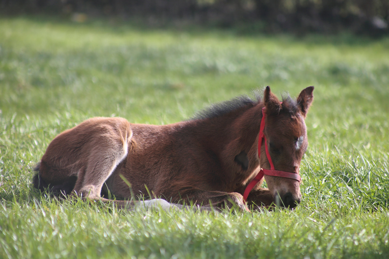 Your Spirit and her Rajasinghe foal in the paddocks