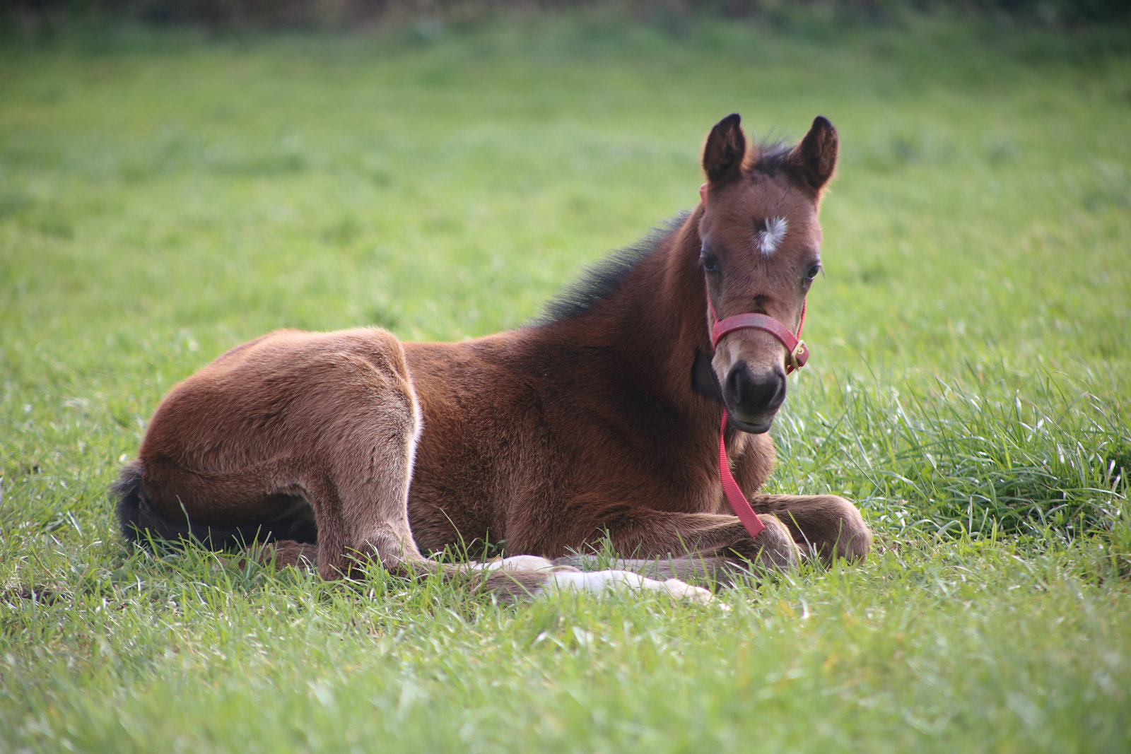 Your Spirit and her Rajasinghe foal in the paddocks