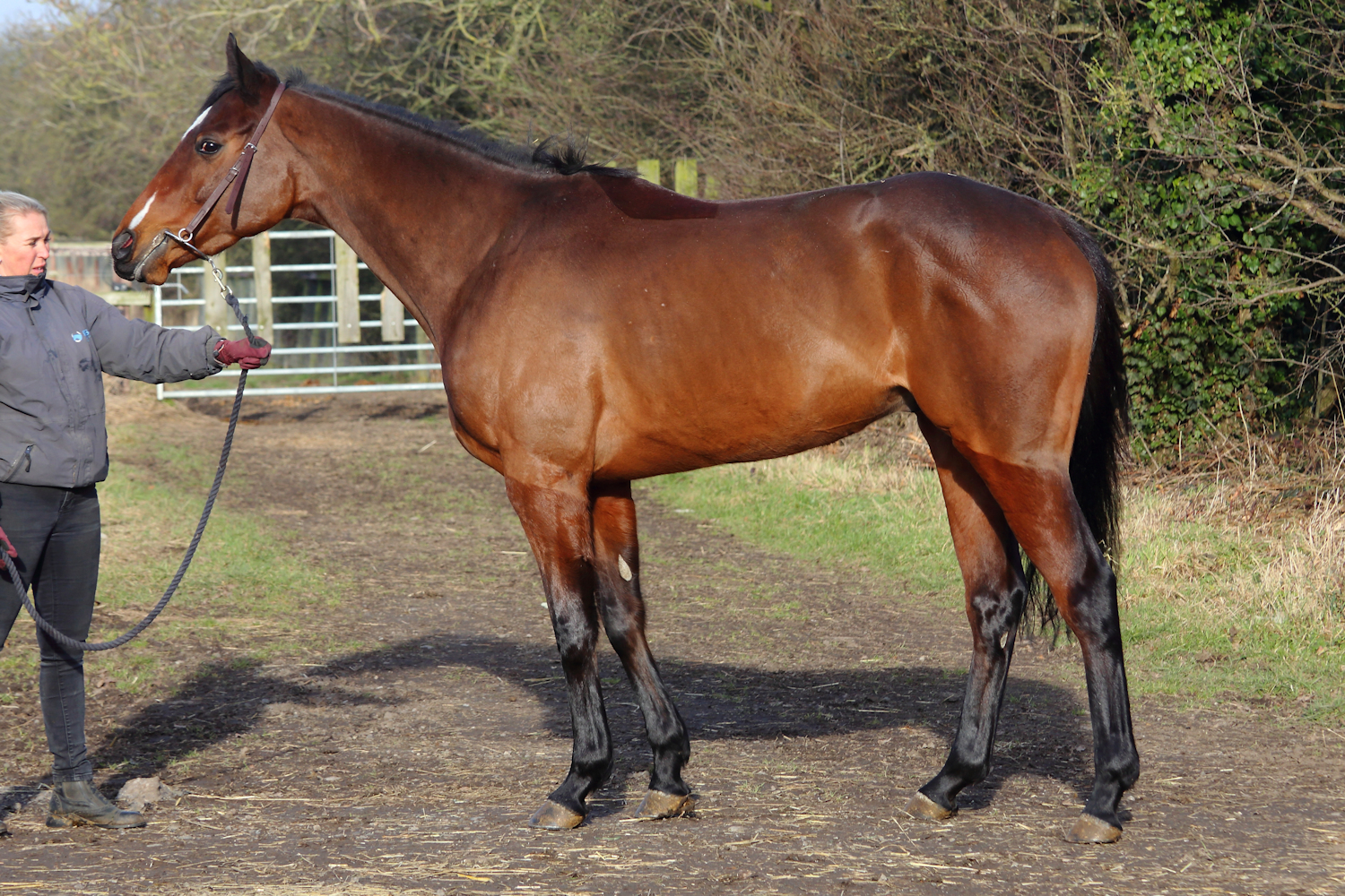 Regal Vision [M & D Easterby]