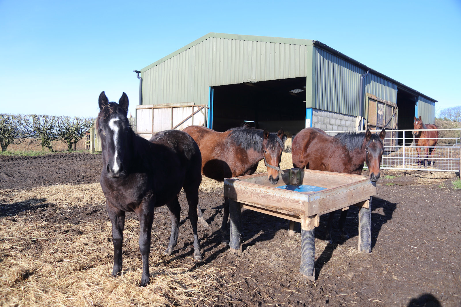 Yearlings catch up — Home-bred yearling fillies out in the fields
