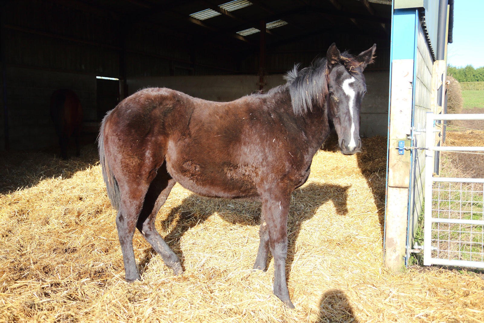 Yearlings catch up — Home-bred yearling fillies out in the fields