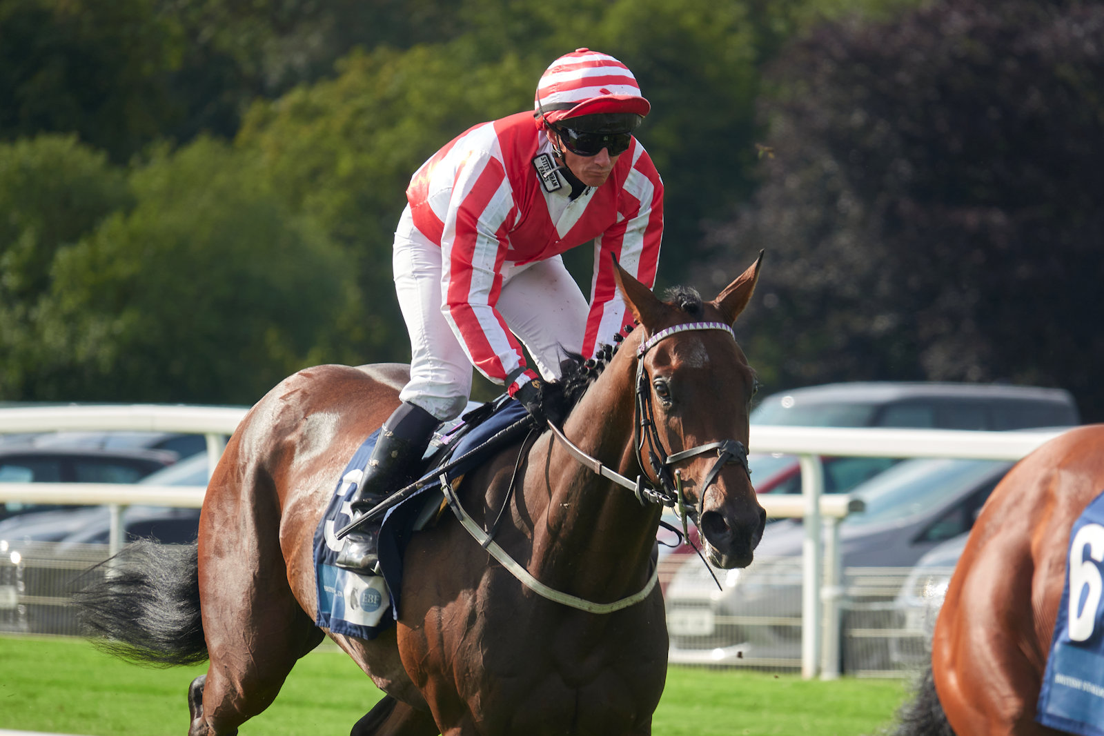 Bulmer Bank rehomed out of racing