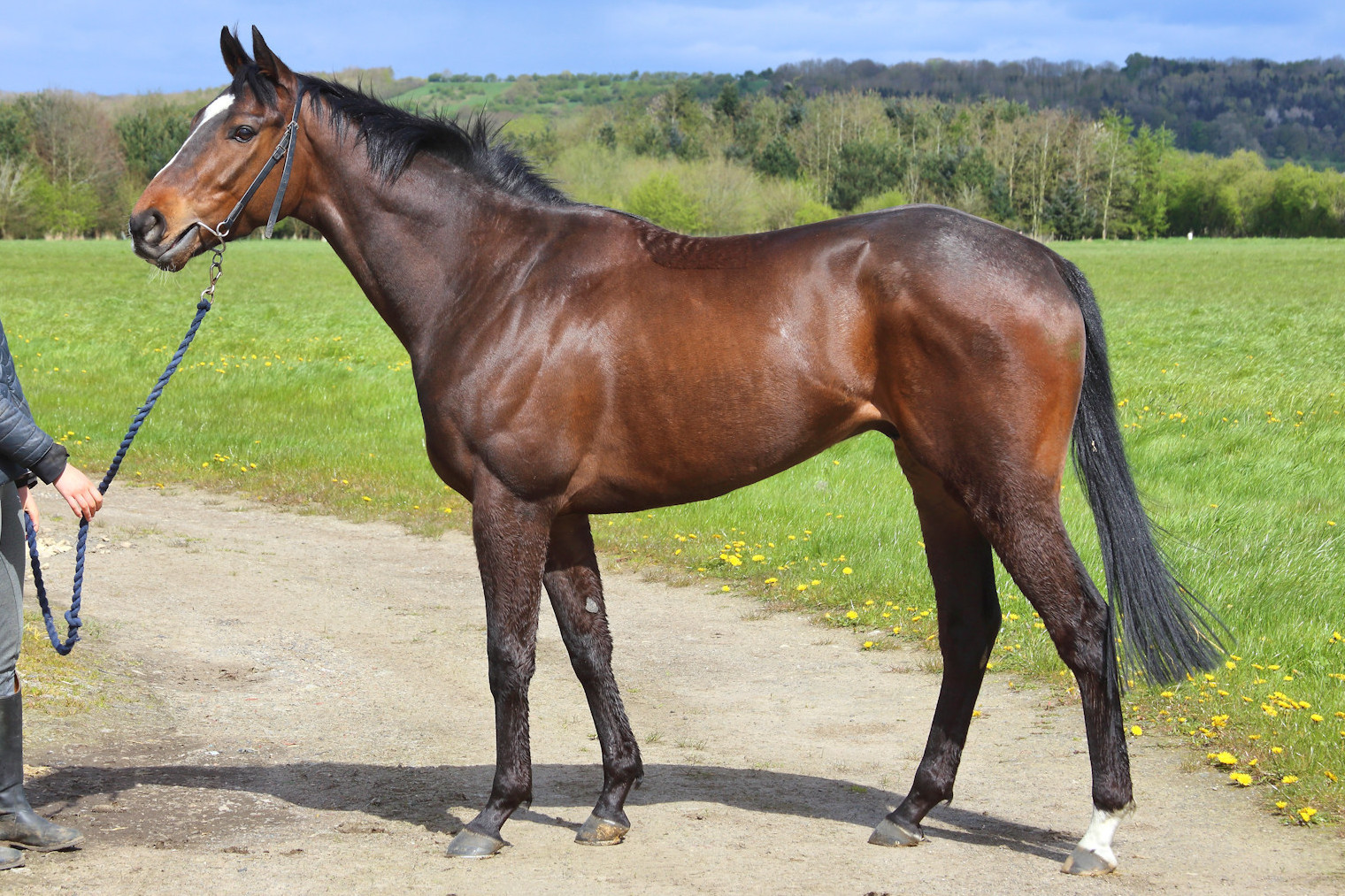 Adaay With Michael [M & D Easterby]