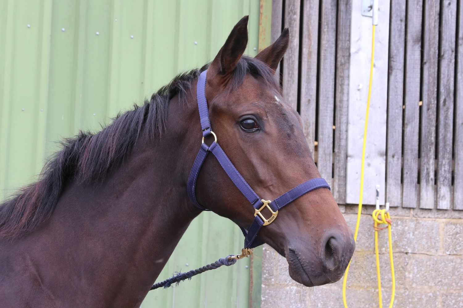 Mick & David Easterby