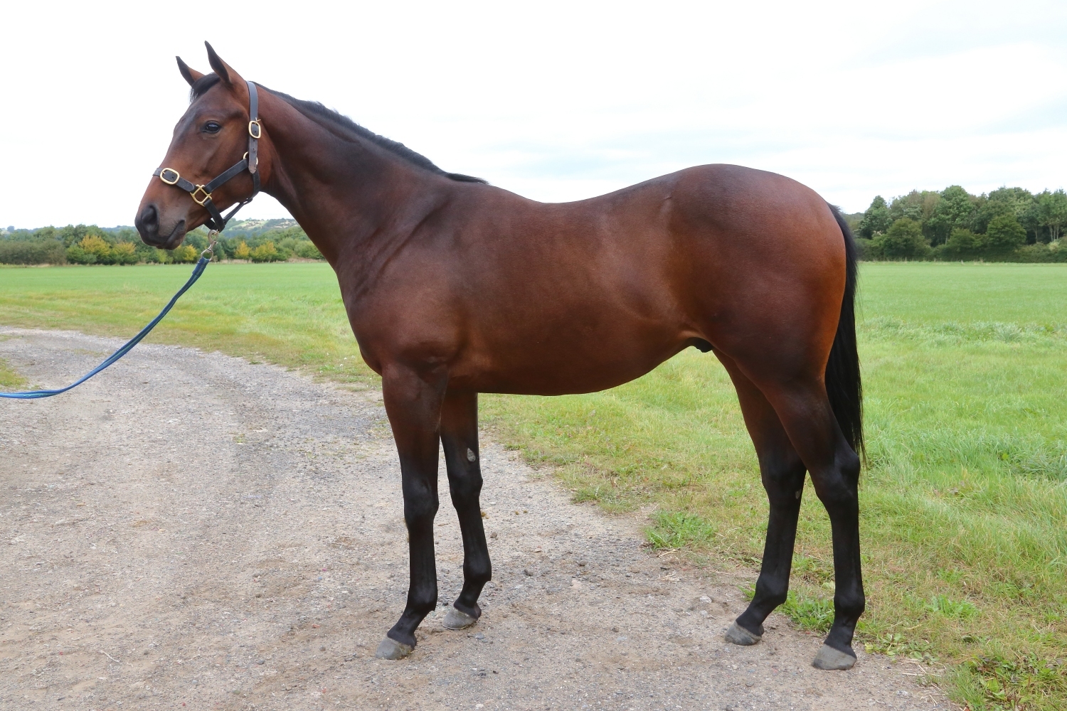 Mick & David Easterby