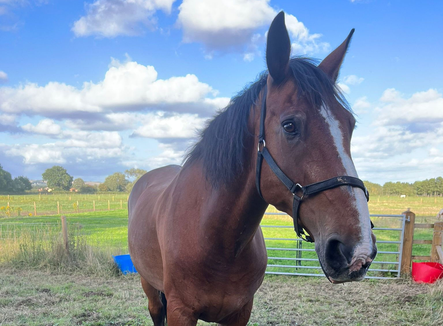 Mick & David Easterby