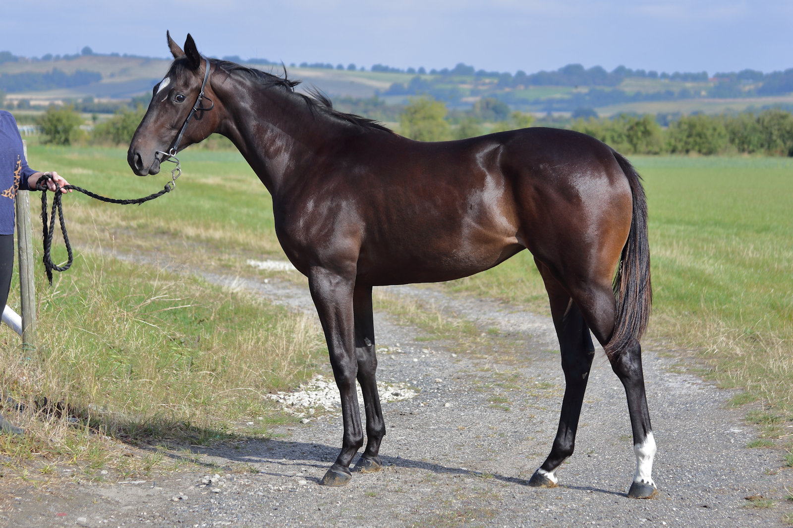 Mick & David Easterby