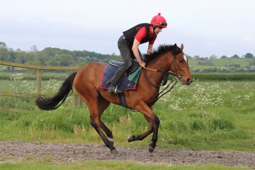 Mick & David Easterby