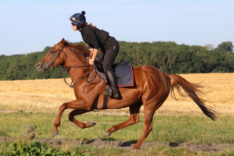 Western Beat [M & D Easterby]