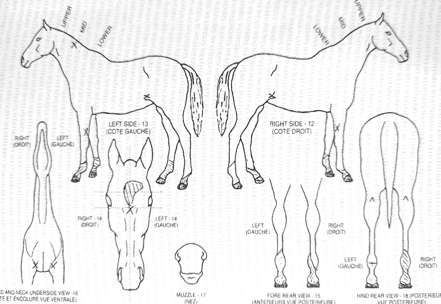 What What What [M & D Easterby]
