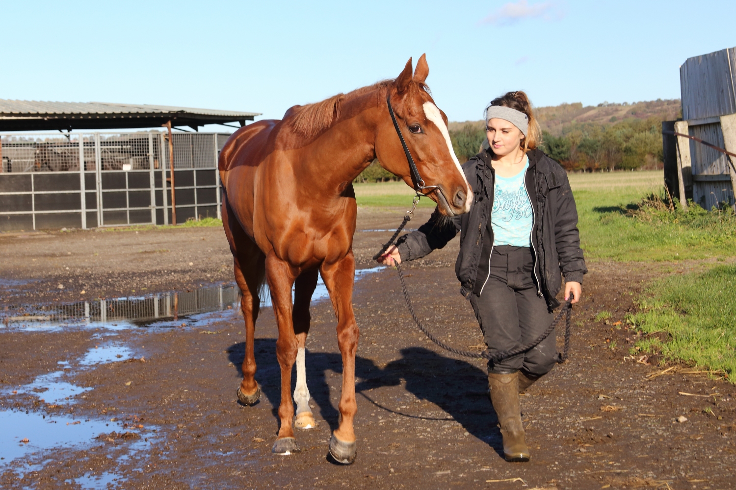 Chicago Gal [M & D Easterby]