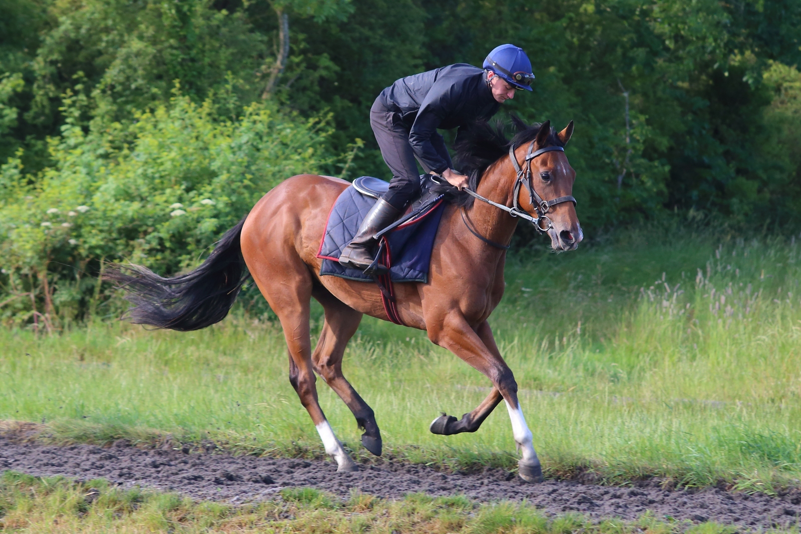 This Years Love [M & D Easterby]