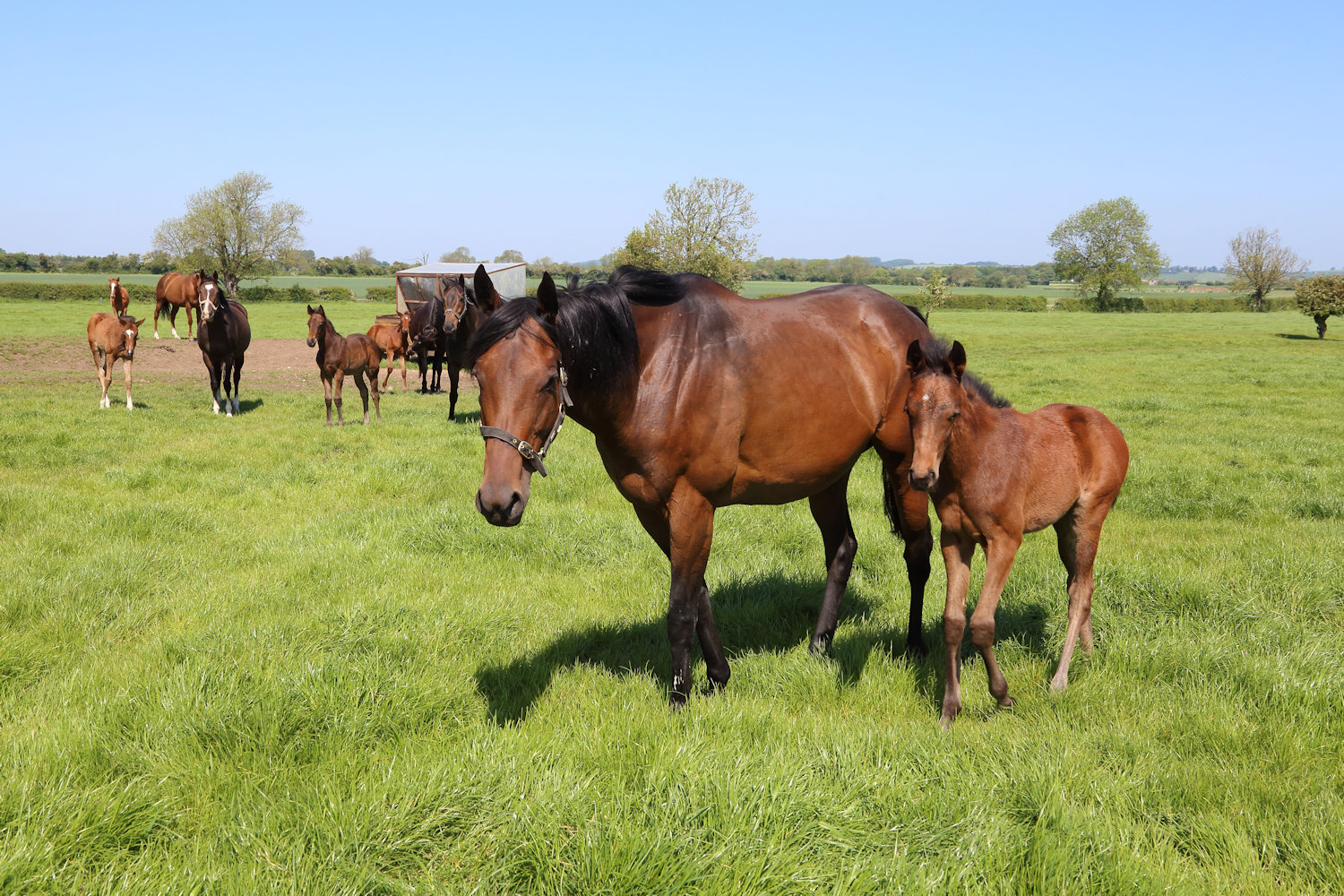 Mick & David Easterby